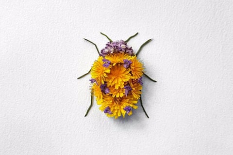 The seasonal Natura Insects - Obscura Magazine